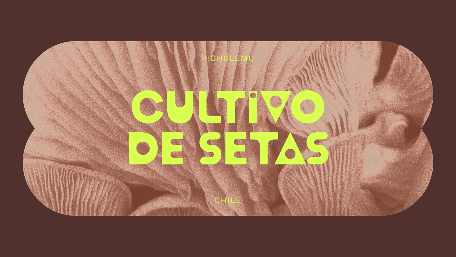 Ongo: granja de cultivo de setas gourmet y medicinales